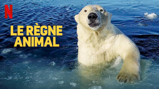 Watch My Octopus Teacher | Netflix Official Site