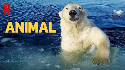 Watch Chimp Empire | Netflix Official Site