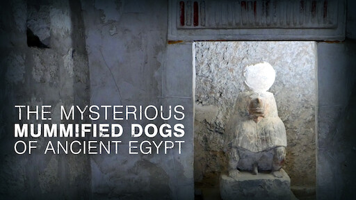 Watch Unknown: Killer Robots | Netflix Official Site