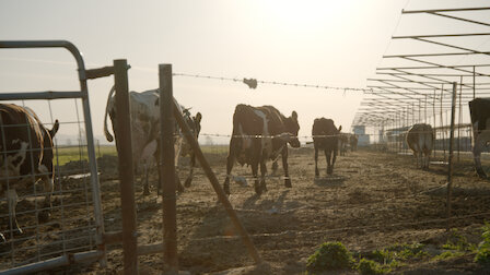 Watch Rotten | Netflix Official Site