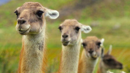 Watch Our Great National Parks | Netflix Official Site