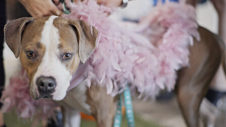 Watch Pet Stars | Netflix Official Site