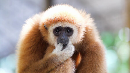 Watch 72 Dangerous Animals: Asia | Netflix Official Site