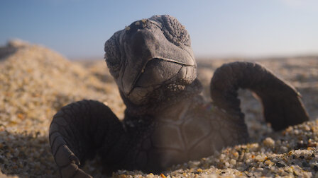 Watch Our Planet | Netflix Official Site