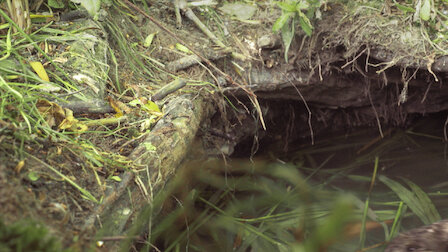 Watch If I Were an Animal | Netflix