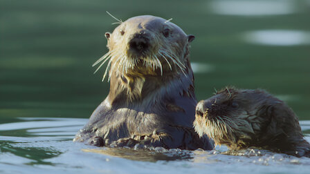 Watch Island of the Sea Wolves | Netflix Official Site