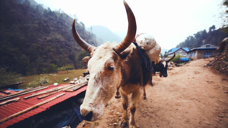 Watch 72 Dangerous Animals: Asia | Netflix Official Site