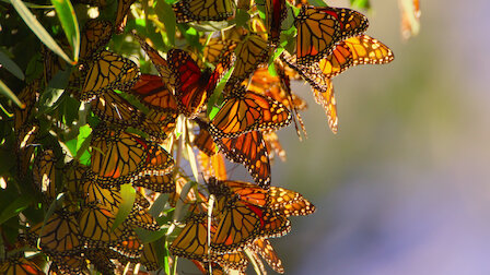 Watch Our Great National Parks | Netflix Official Site