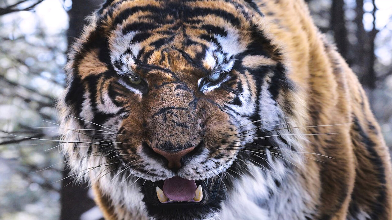 Watch The Tiger | Netflix