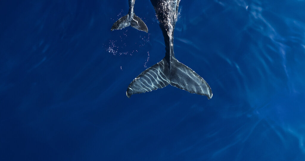 Our Oceans | Netflix